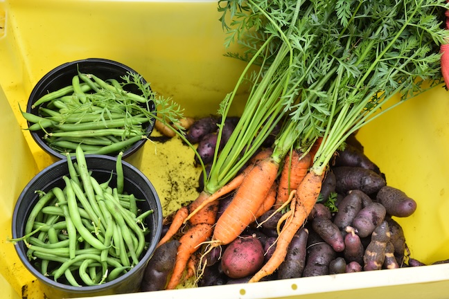 Bybee Lakes Victory Garden Harvest Workdays 2025 - VetREST
